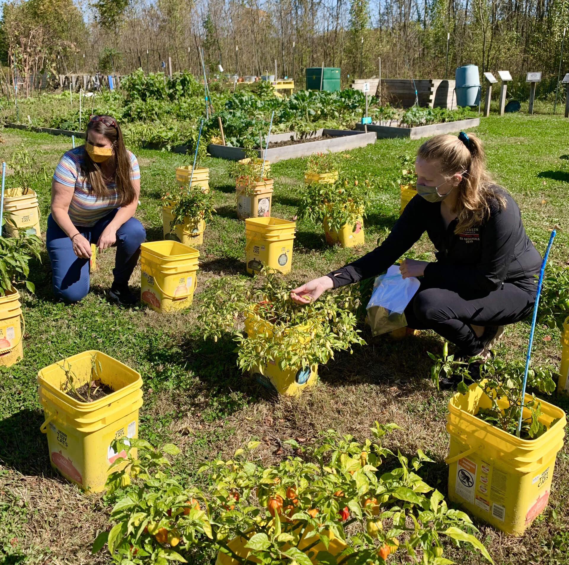 Otterbein Community Garden Transforms Peppers and Pigments into ...